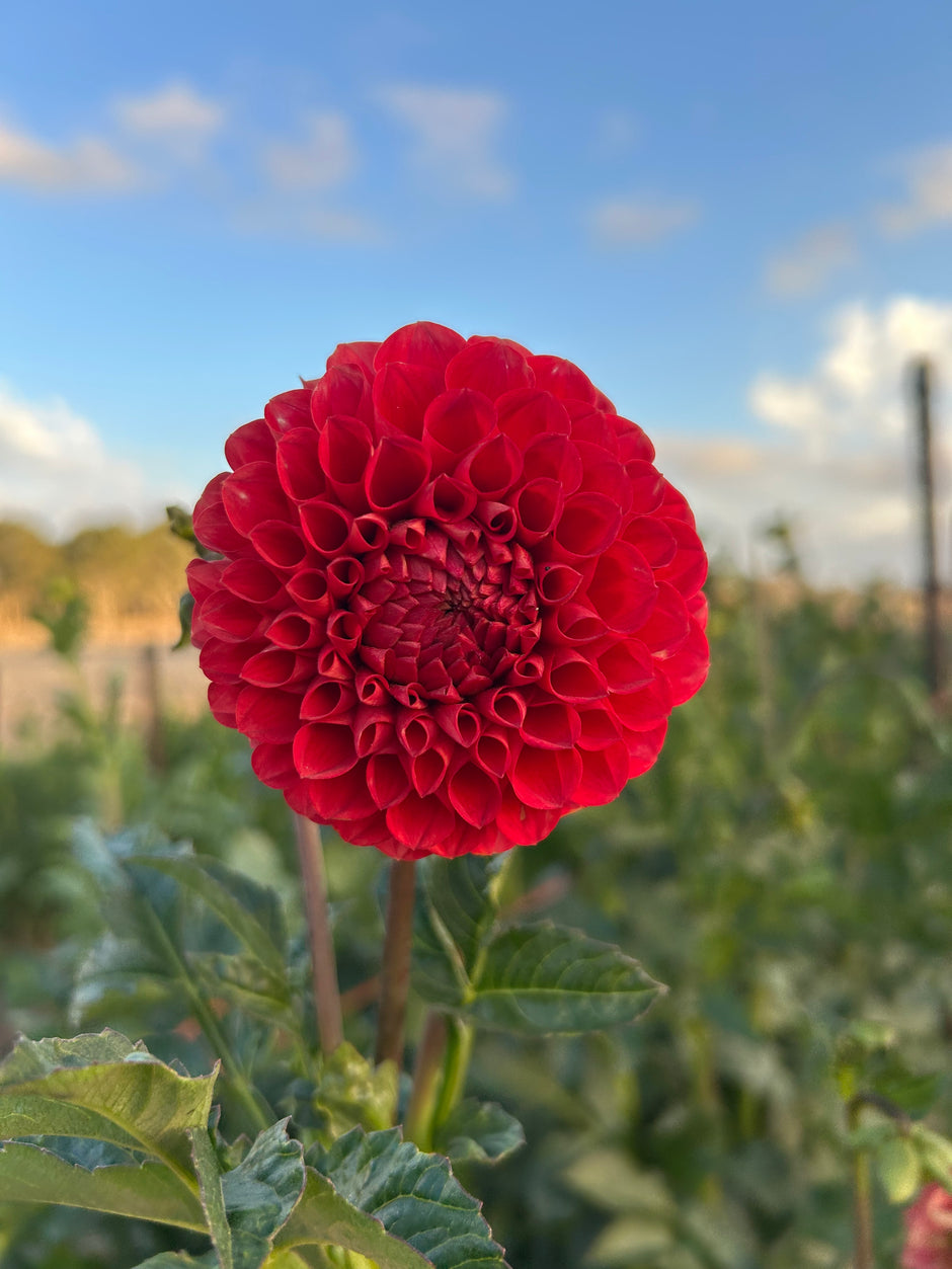 Balmoral Flower Farm