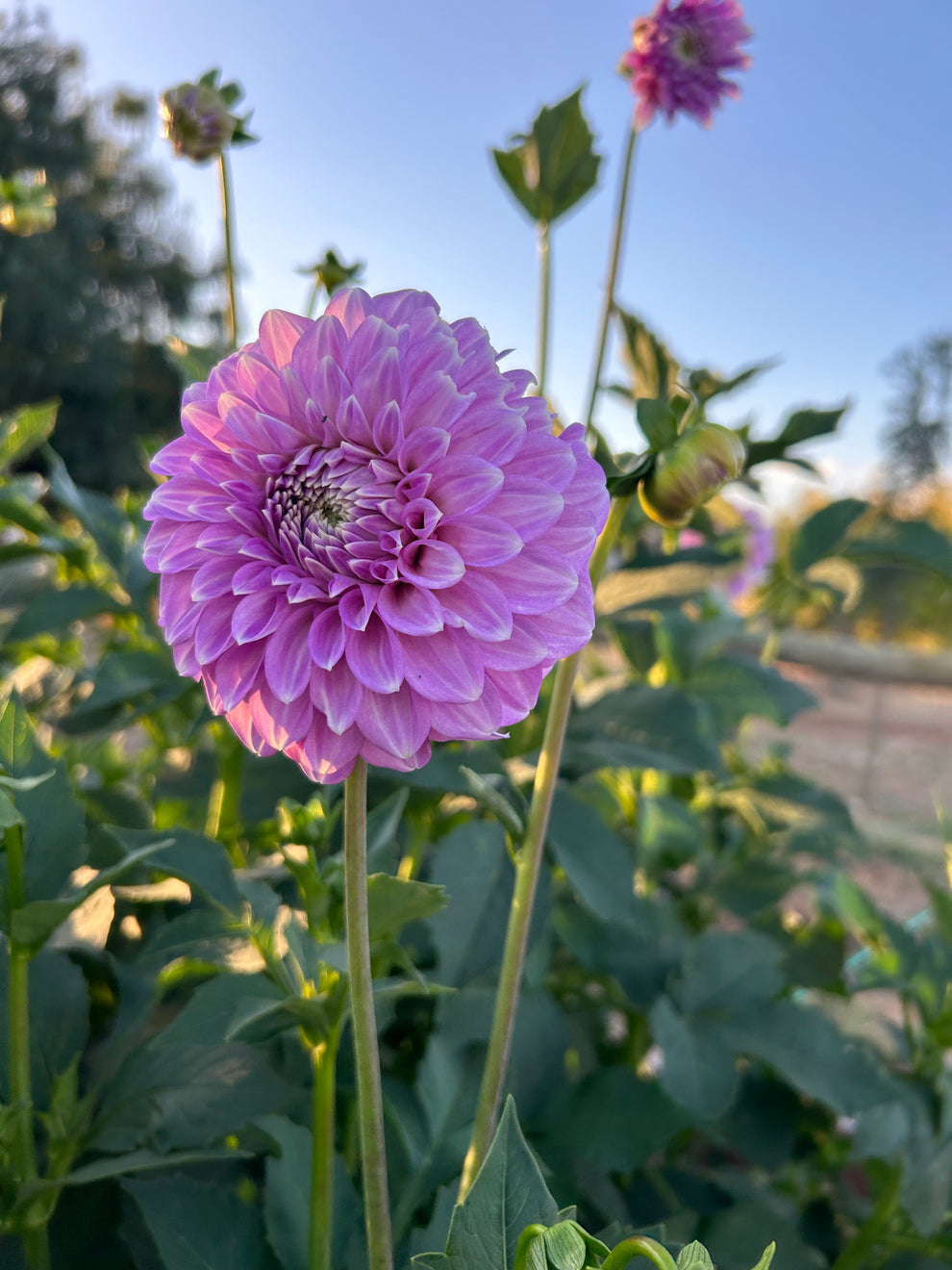 Coorabell Zoe – Balmoral Flower Farm