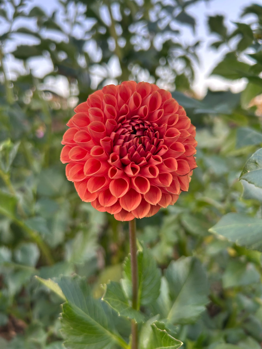 Sheila – Balmoral Flower Farm