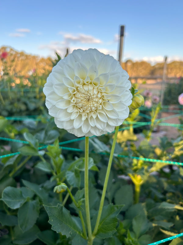 Boundary Snowflake – Balmoral Flower Farm