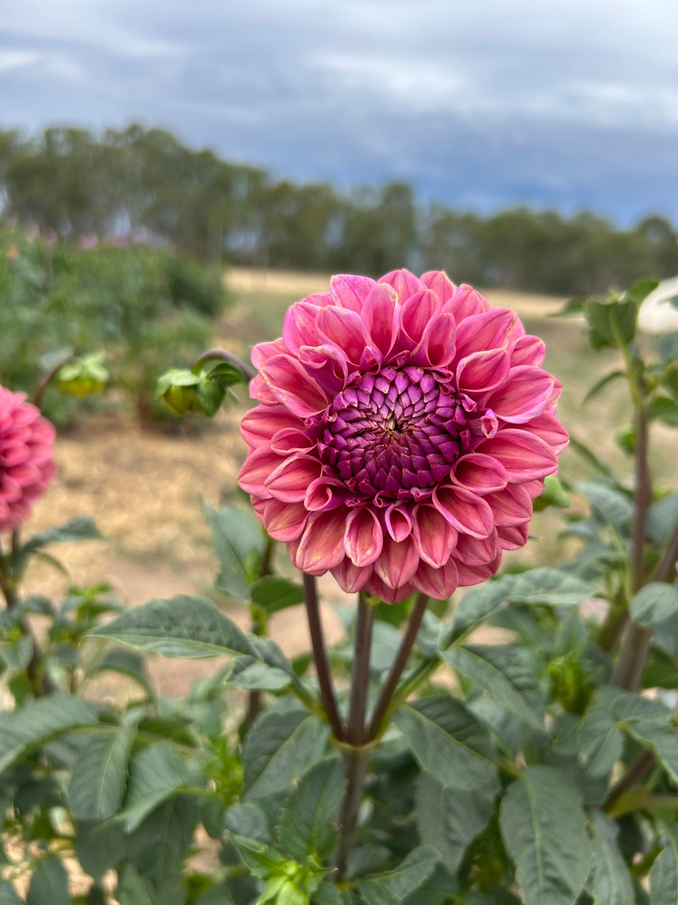 Winkie Truffle – Balmoral Flower Farm