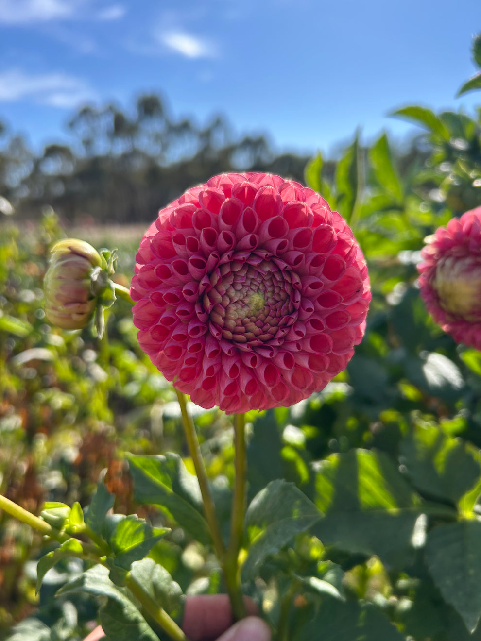 Winkie Robot – Balmoral Flower Farm