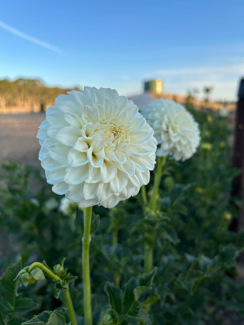 Coorabell Alpine – Balmoral Flower Farm