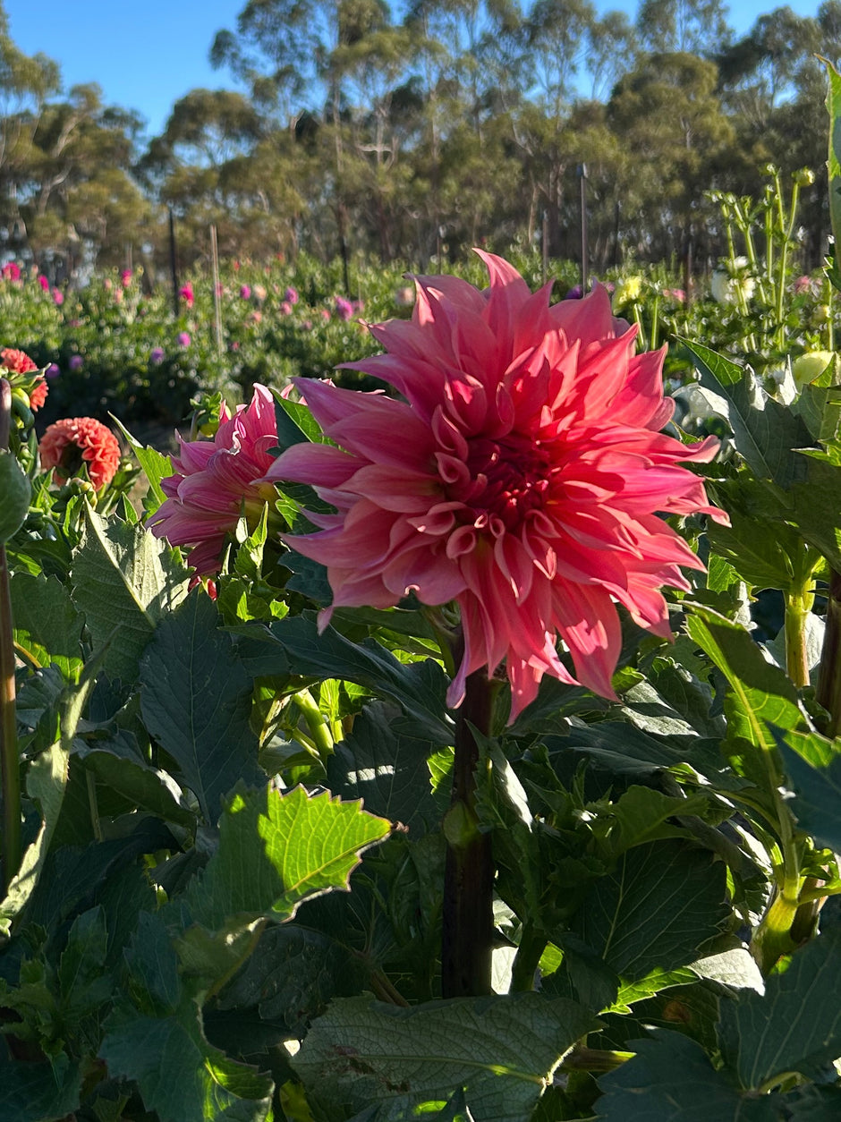 Balmoral Flower Farm