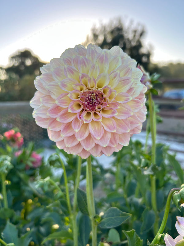 Coorabell Astrid – Balmoral Flower Farm