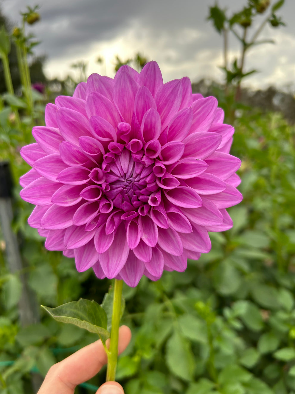 Devon Desire – Balmoral Flower Farm