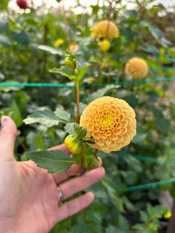 Glenbank Honeycomb – Balmoral Flower Farm