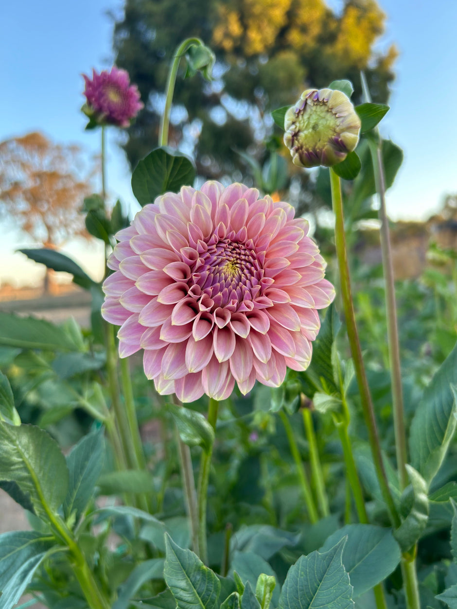 Balmoral Flower Farm