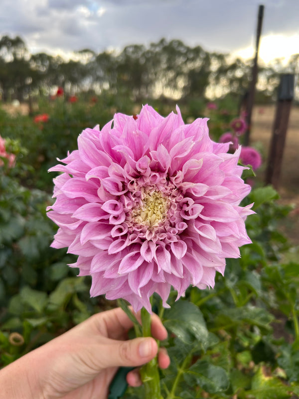 Vera’s Elma – Balmoral Flower Farm