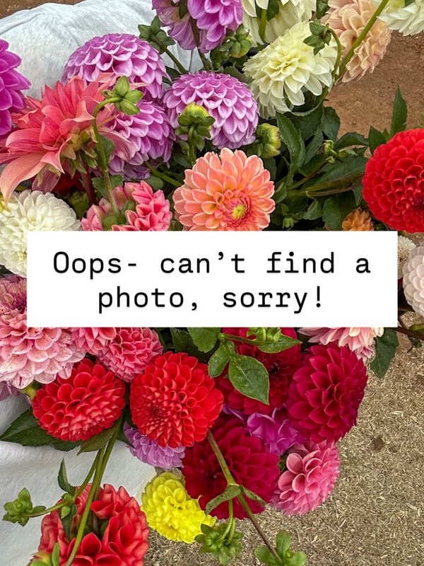 Sultan – Balmoral Flower Farm