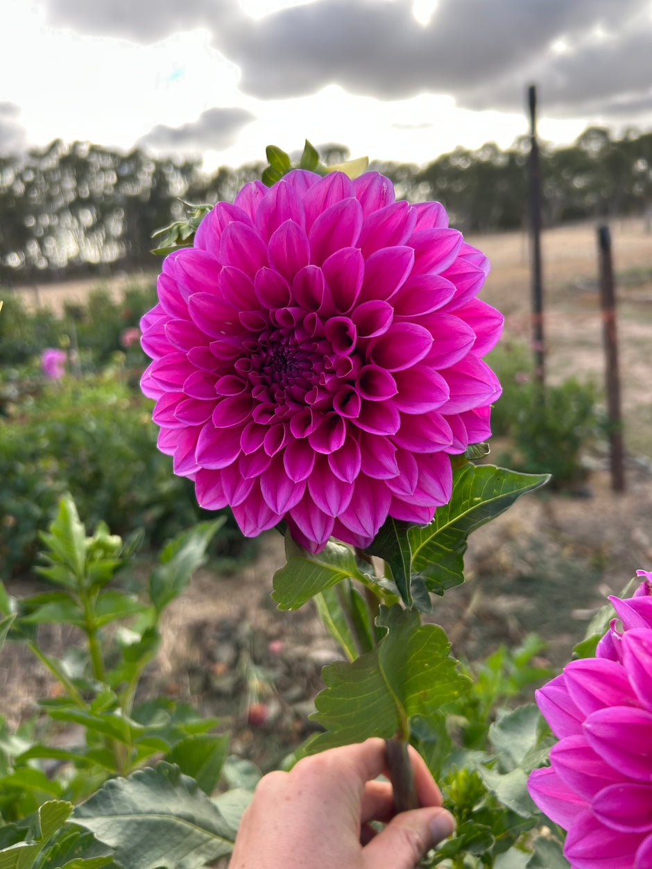 Balmoral Flower Farm