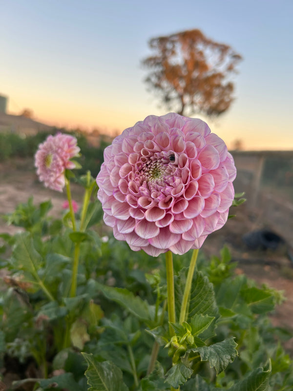 Vintage Wine – Balmoral Flower Farm