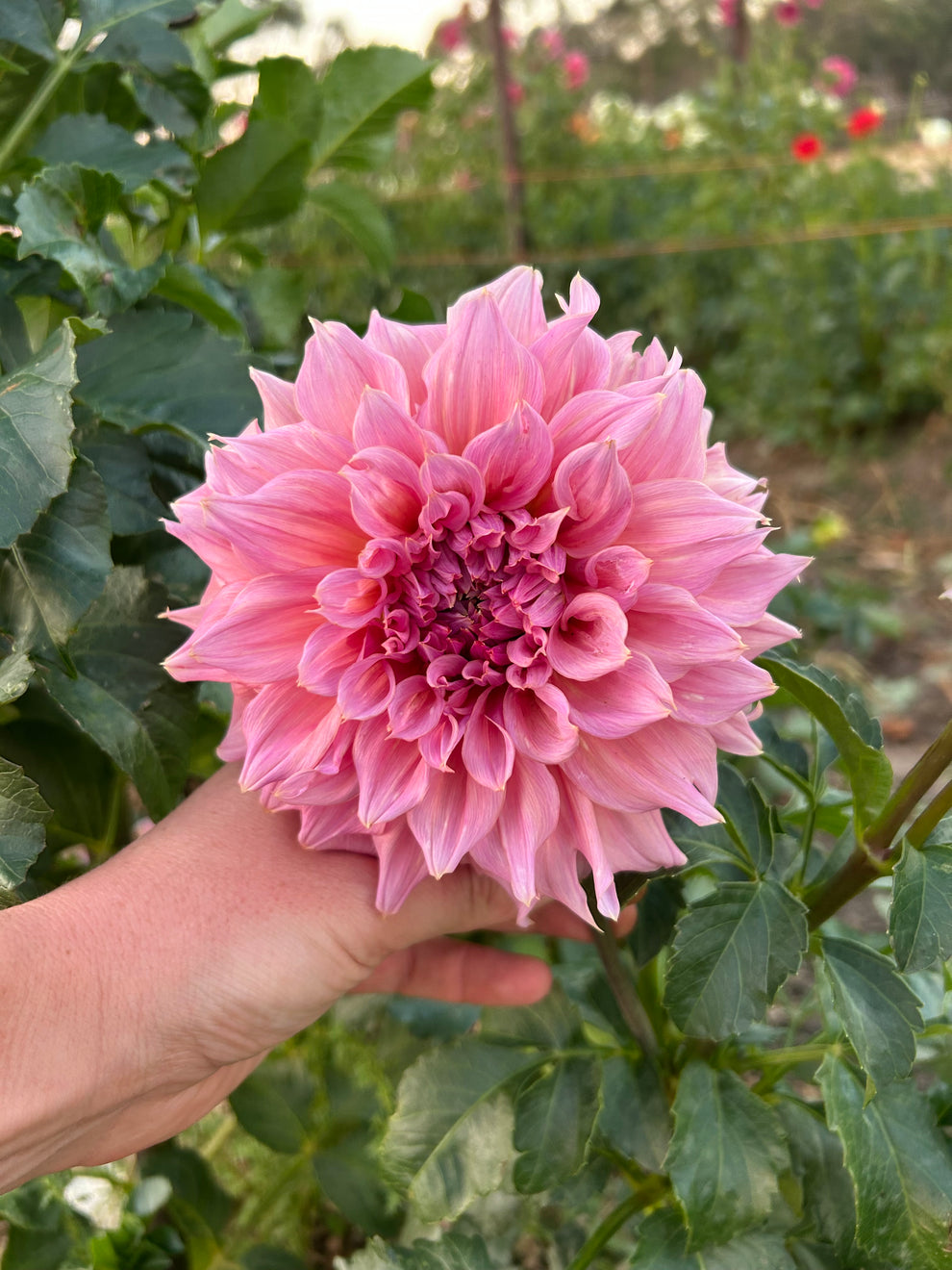 Formby Monarch – Balmoral Flower Farm