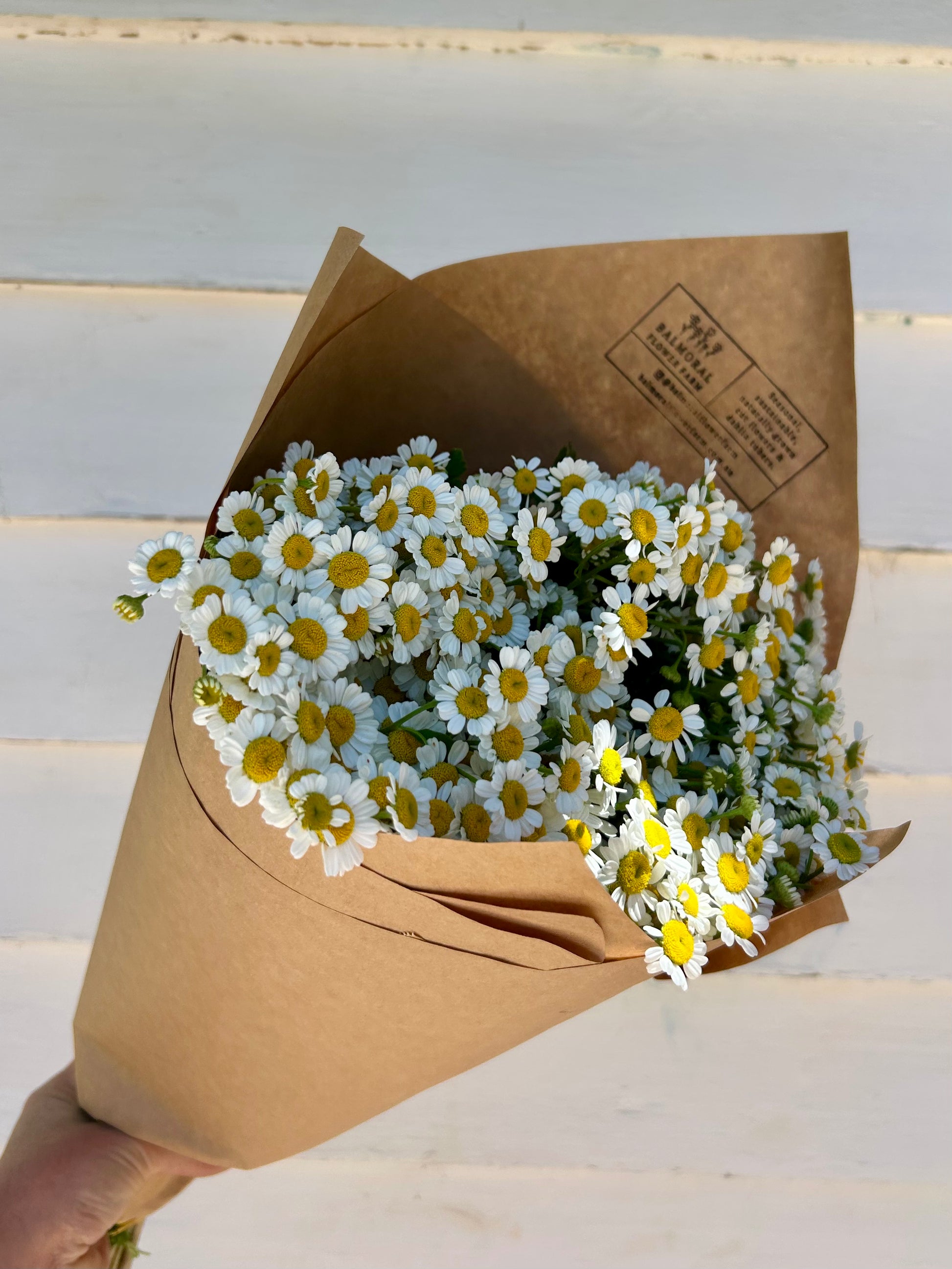 Feverfew Bouquet – Balmoral Flower Farm